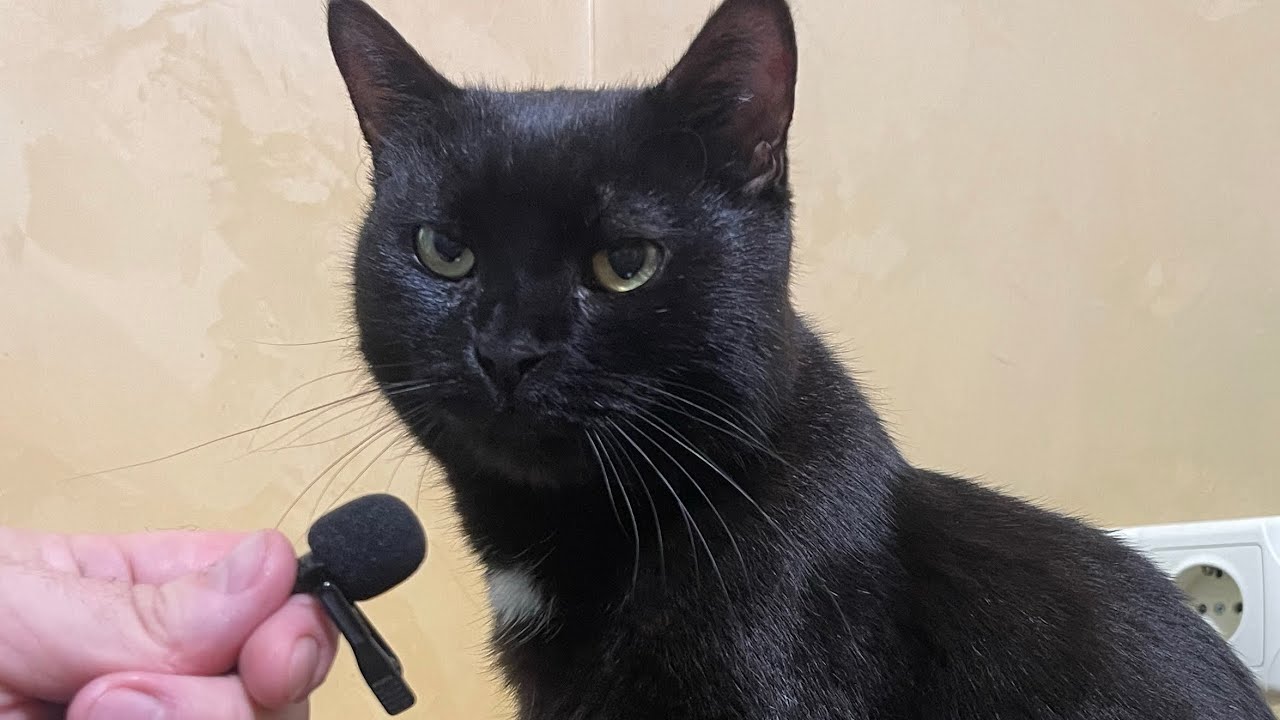 Have you ever seen so sweet purring cat lady? My cat purring for 8 ...