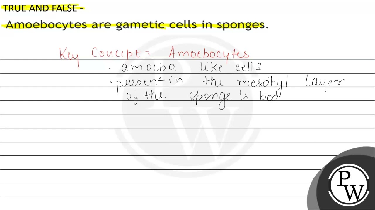 Amoebocytes