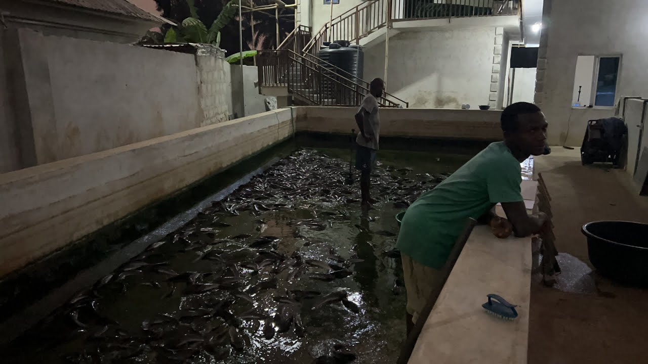 FISH SORTING/ COUNTING - YouTube