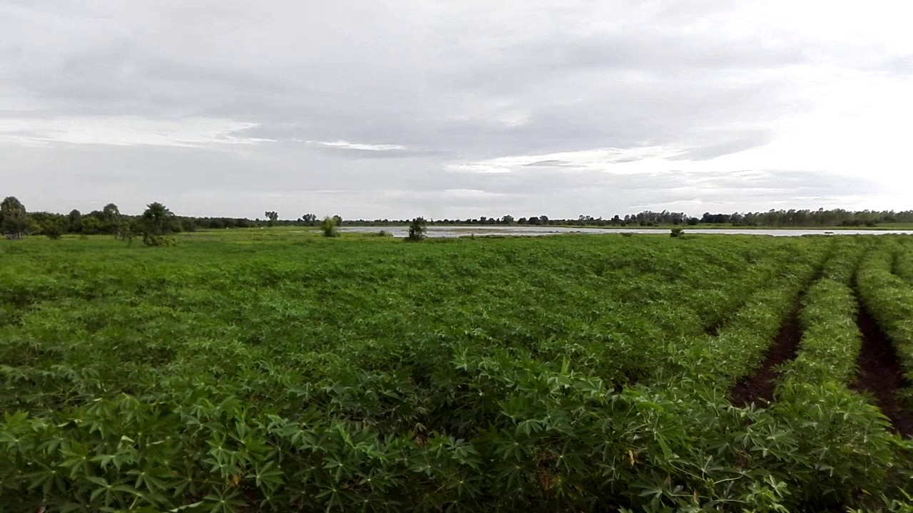 Fresh view for the morning. - YouTube