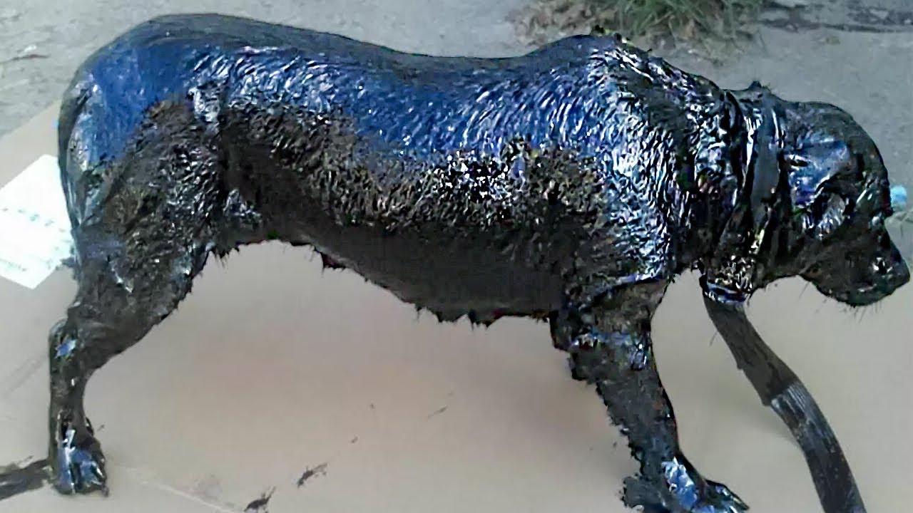 Rescuers Found This Dog Covered in Tar, They Thought That He’d Have to ...