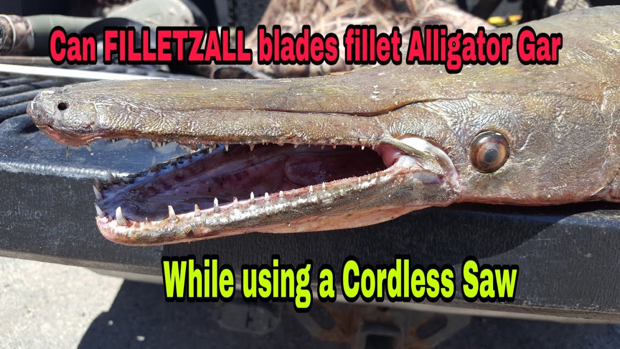 Do You Know About Fillzall Blades Dewalt Cordless Fillet Alligator Gar ...