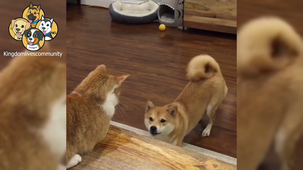 Dogs in trouble and dogs being goofy - YouTube