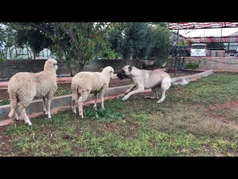 Kangalların kuzucuklarla dostluğu