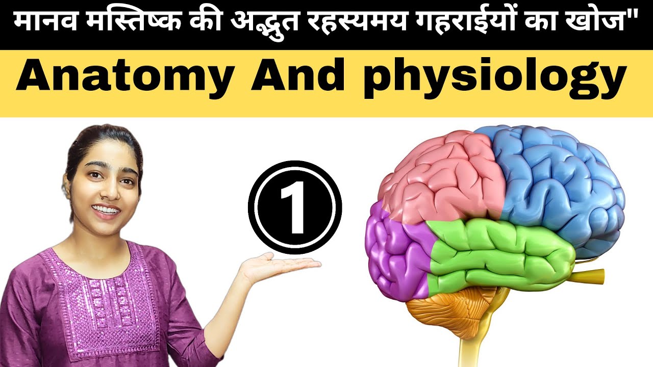 “The Basic of the Nervous System:Understanding your Brain 🧠 |Anatomy ...