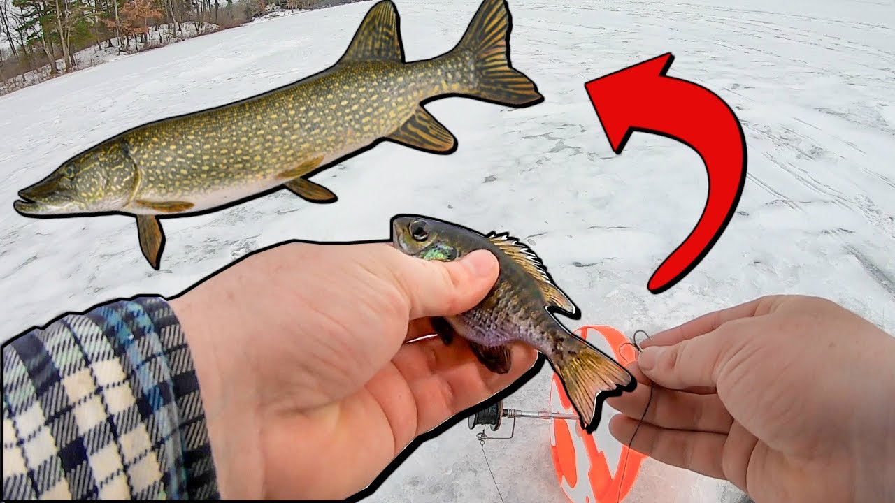 Fishing with LIVE Bluegill for Hungry Predators... - YouTube