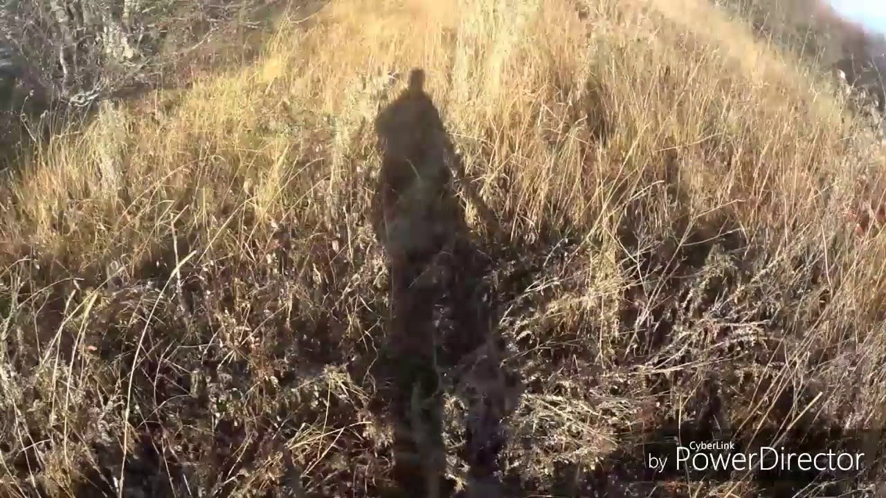 Κυνήγι λαγού με πολύ κρύο και παχνη............. - YouTube