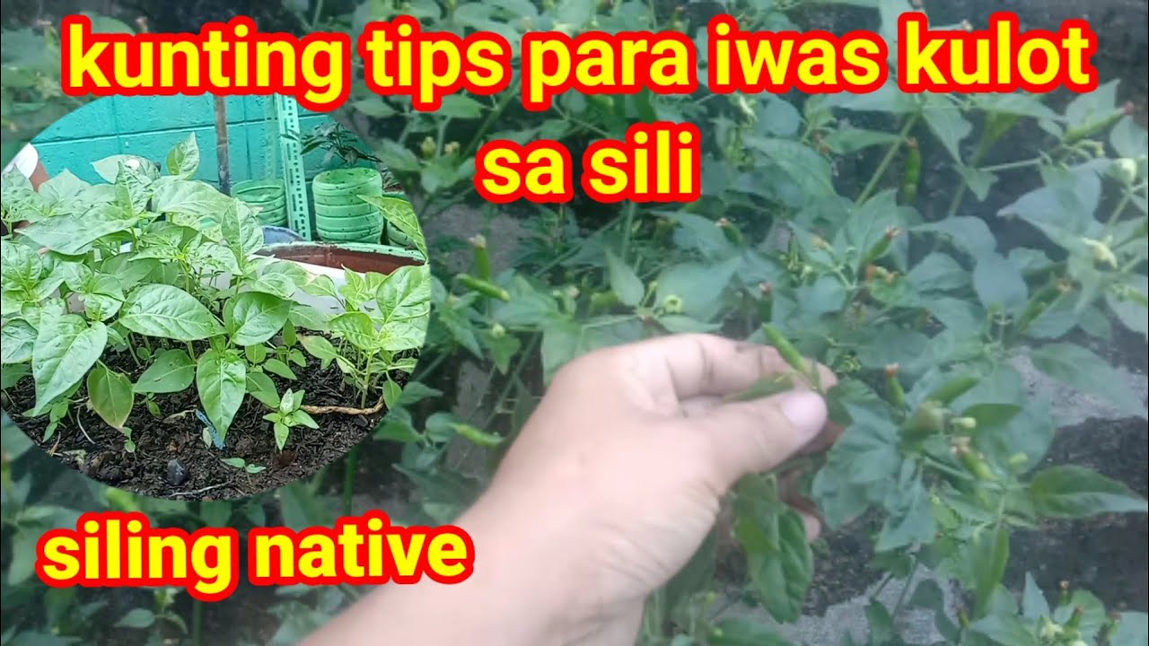 vlog#48 tanim tau ng siling native sa container💟💟🤩 - YouTube