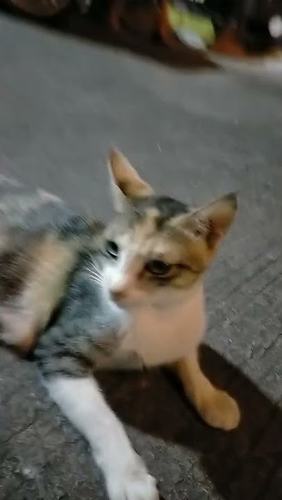 snobby cat - YouTube