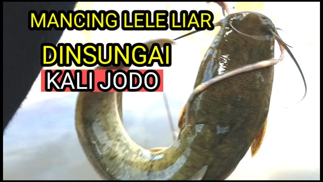 MANCING LELE LIAR DISUNGAI‼️KALI JODO - YouTube