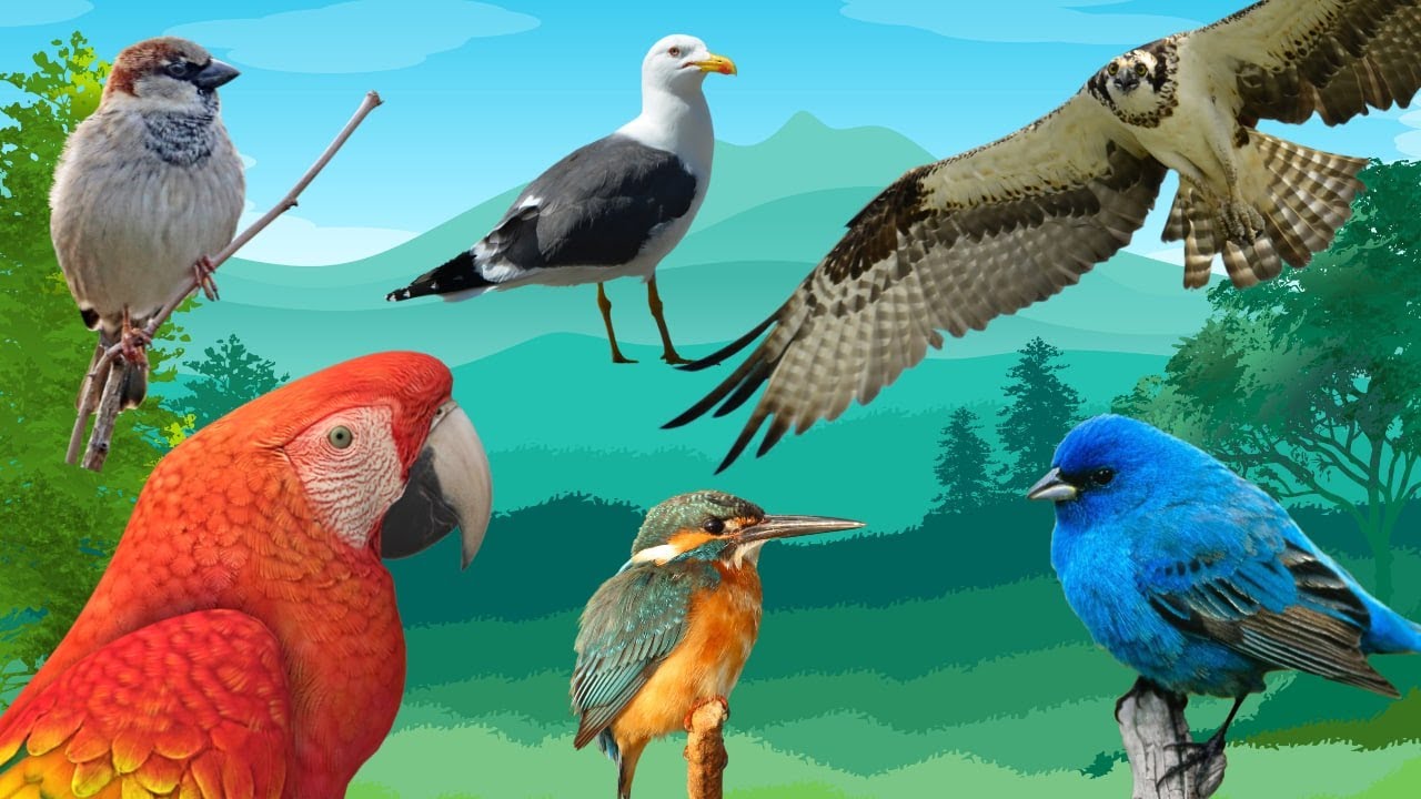 friendly birds of our planet: parrots herons pigeons sparrows macaws ...