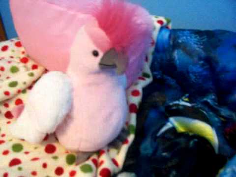 New webkinz birds have problems - YouTube