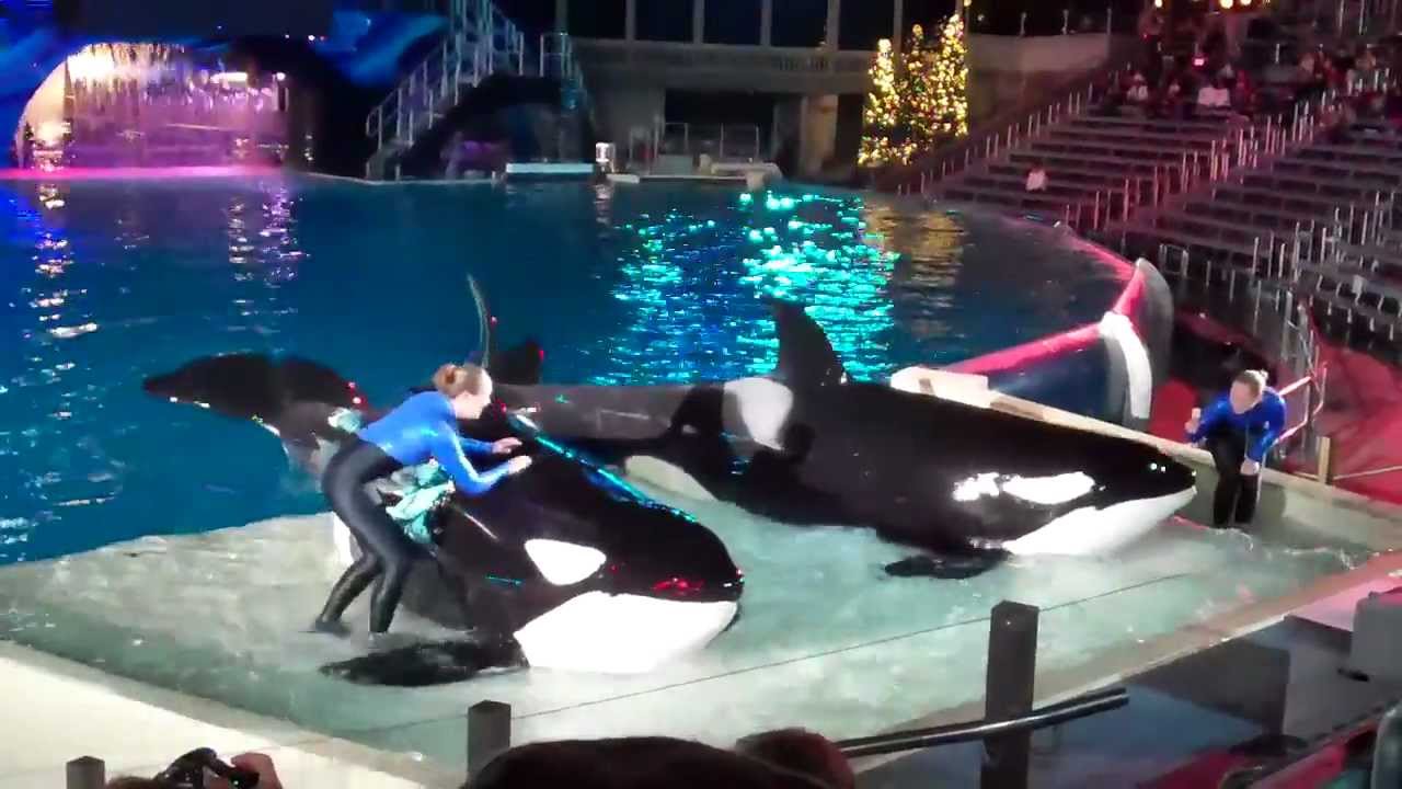 Shamu's Christmas (Full Show) 12/15/12 - YouTube