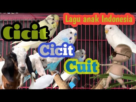 Cicit Cicit cuit burung bernyanyi | IBRAHIMINTERTAINMENT Lagu Anak ...