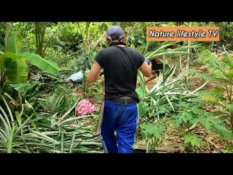 Paano magtanim ng Pinya / Planting pineapple #planting #pineapple # ...
