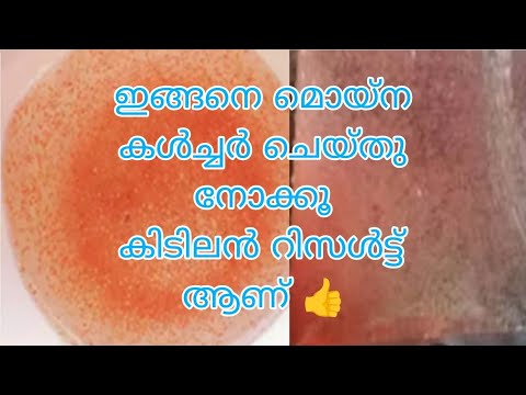 Moina culture malayalam | easy fish food making moina culture malayalam ...
