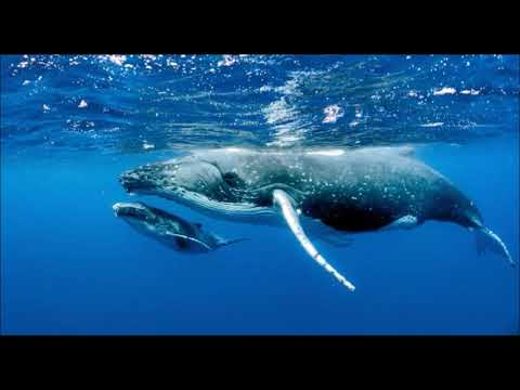 J’endors mon bébé au son des baleines. I sleep my baby to the sound of ...