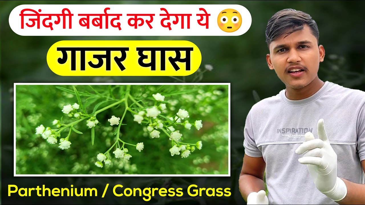 Congress Grass : Harmful Effect & It's Control #parthenium #weedcontrol ...