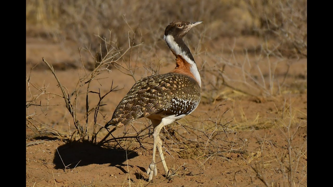 Endangered Ludwig's Bustard seen in Kgalagadi very rare sighting. - YouTube