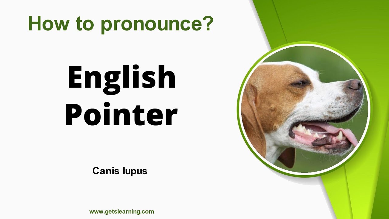How to pronounce (English Pointer) in English Correctly - YouTube