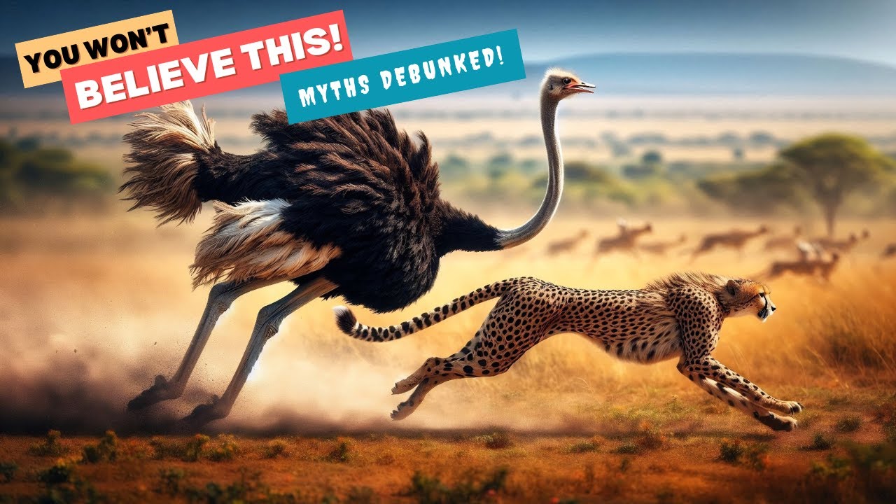 "6 Incredible Ostrich Facts You Never Knew! | The Truth About the ...