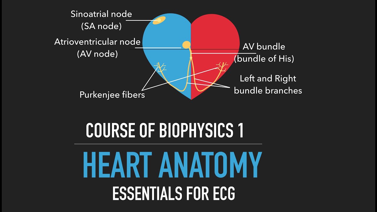 Heart Anatomy from ECG perspective - YouTube