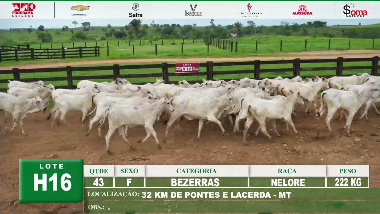 LOTE H16 - YouTube