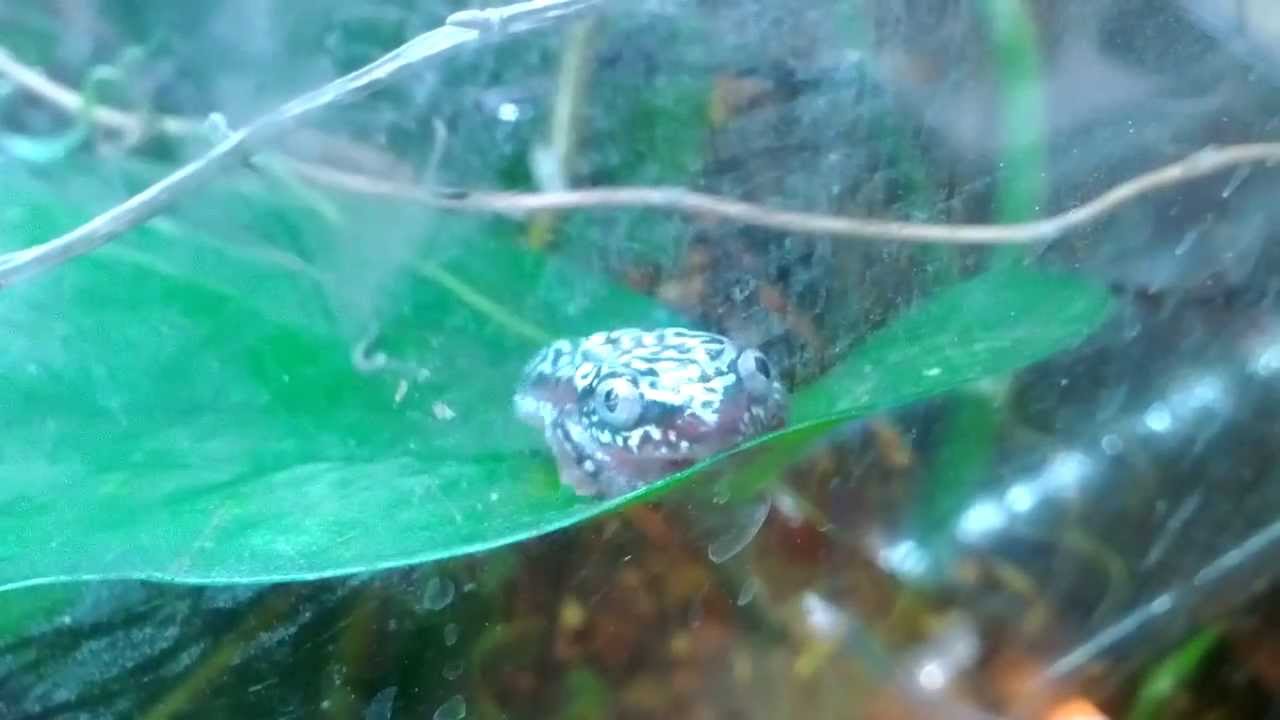 Starry night reed frog dancing - YouTube
