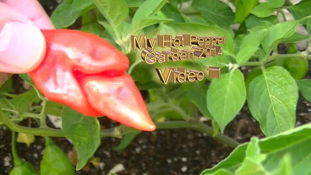 My Hot Pepper Garden 2014 - Video 1 - YouTube