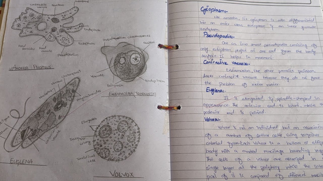 Solved Biology Practical file of 11 || Important Practicals Of Biology ...