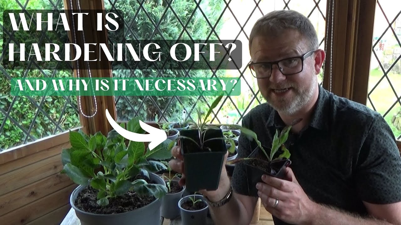 What is Hardening Off and Why is it Necessary? | How to Harden Off ...