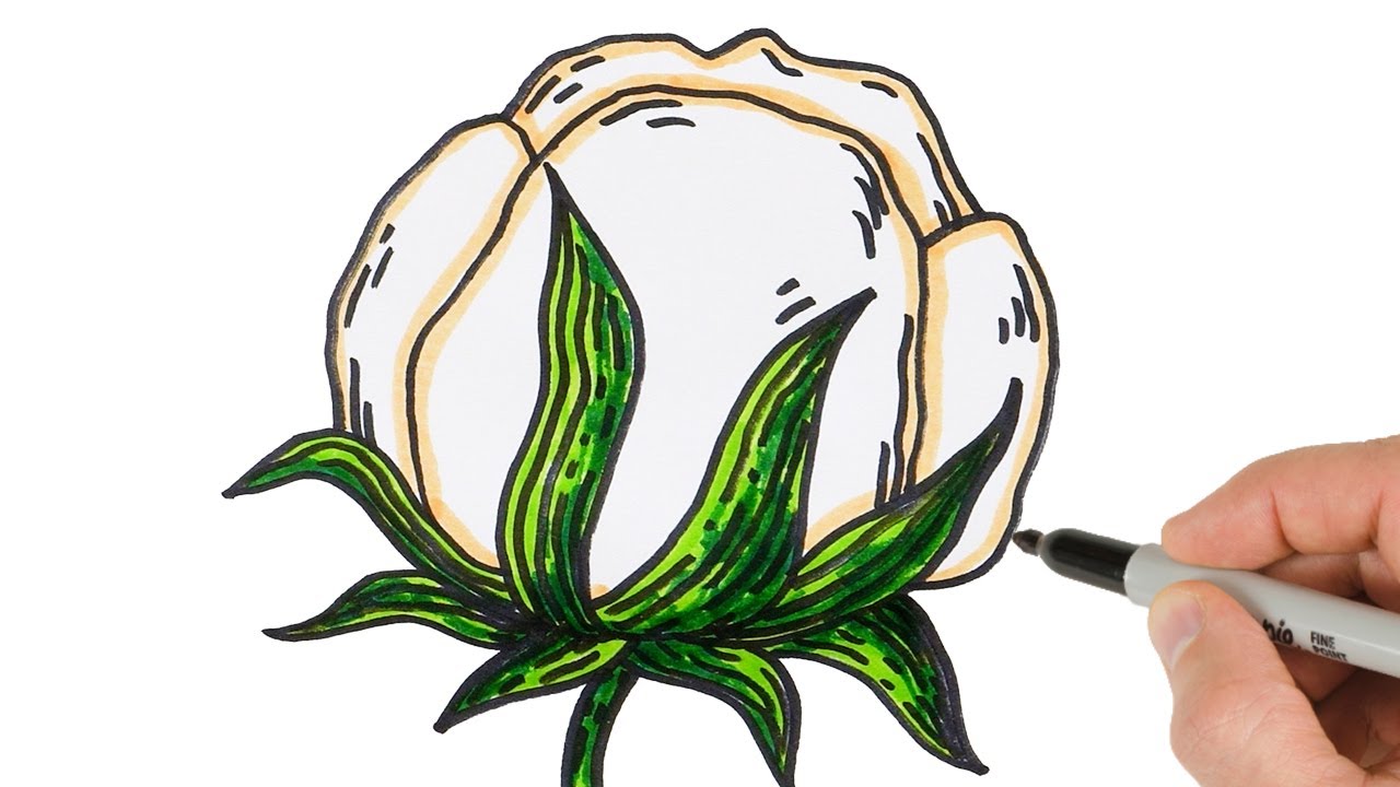 How to Draw Ripe Cotton Ball | Plant Drawing Tutorial - YouTube