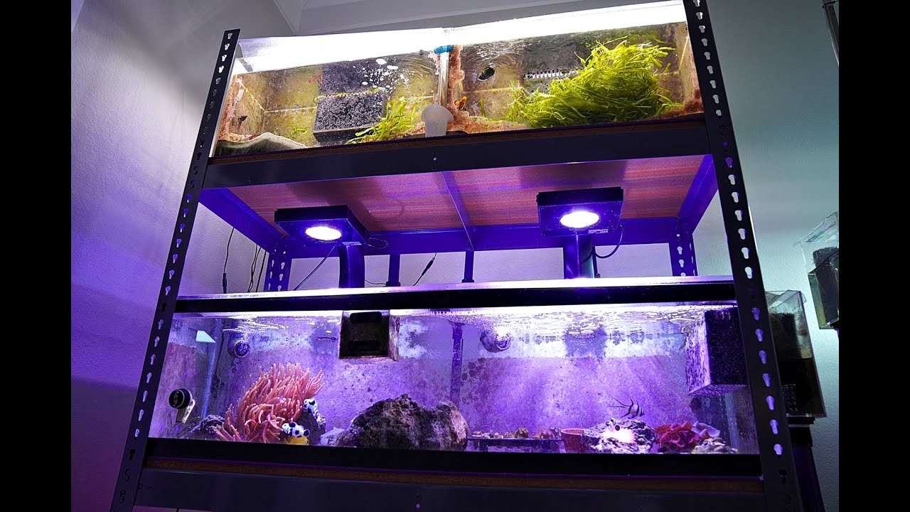 Planted Reef Tank Rack July 2020 | Anemone Bleached 4K - YouTube