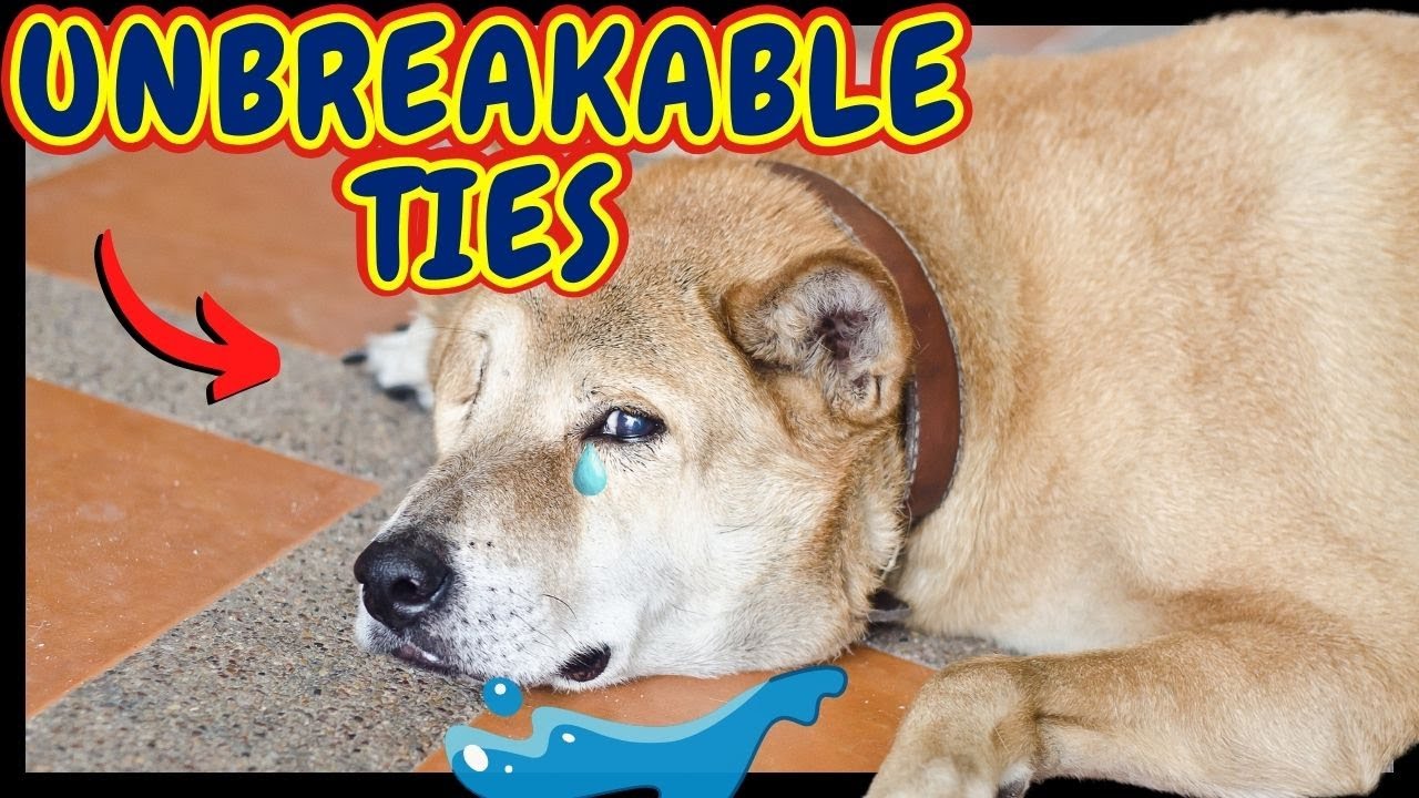 BUILDING TRUST | STRENGTHEN THE BOND WITH YOUR DOG - YouTube