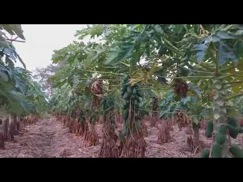 Vermi Compost Result - Papaya Farm | VermiCompost