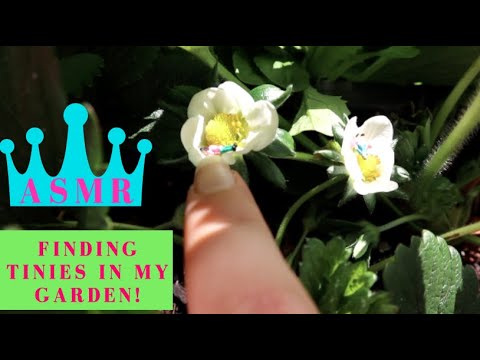 ASMR | Giantess finds Tinies in the Garden! *Part 2*