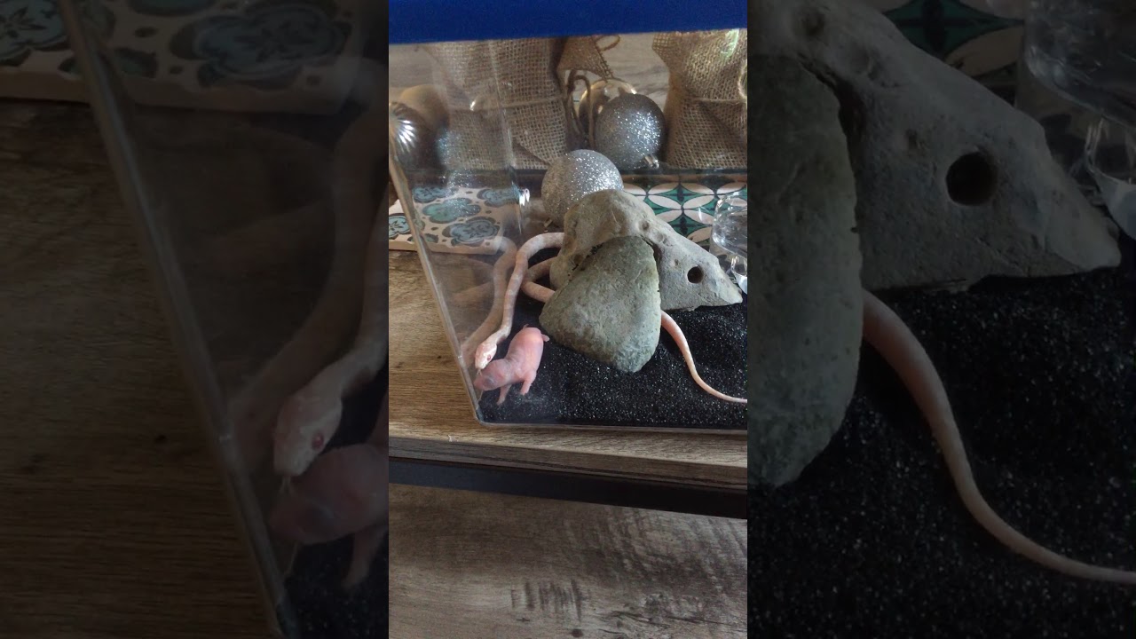 Live feeding - YouTube