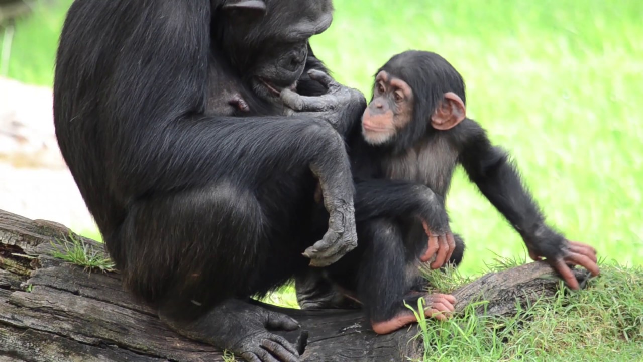 El bebé chimpancé Coco cumple 14 meses en BIOPARC Valencia - YouTube