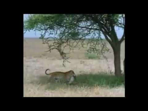 Leoparlar [Türkçe Belgesel ] / Bölüm 1 / wild wild worlds of animals