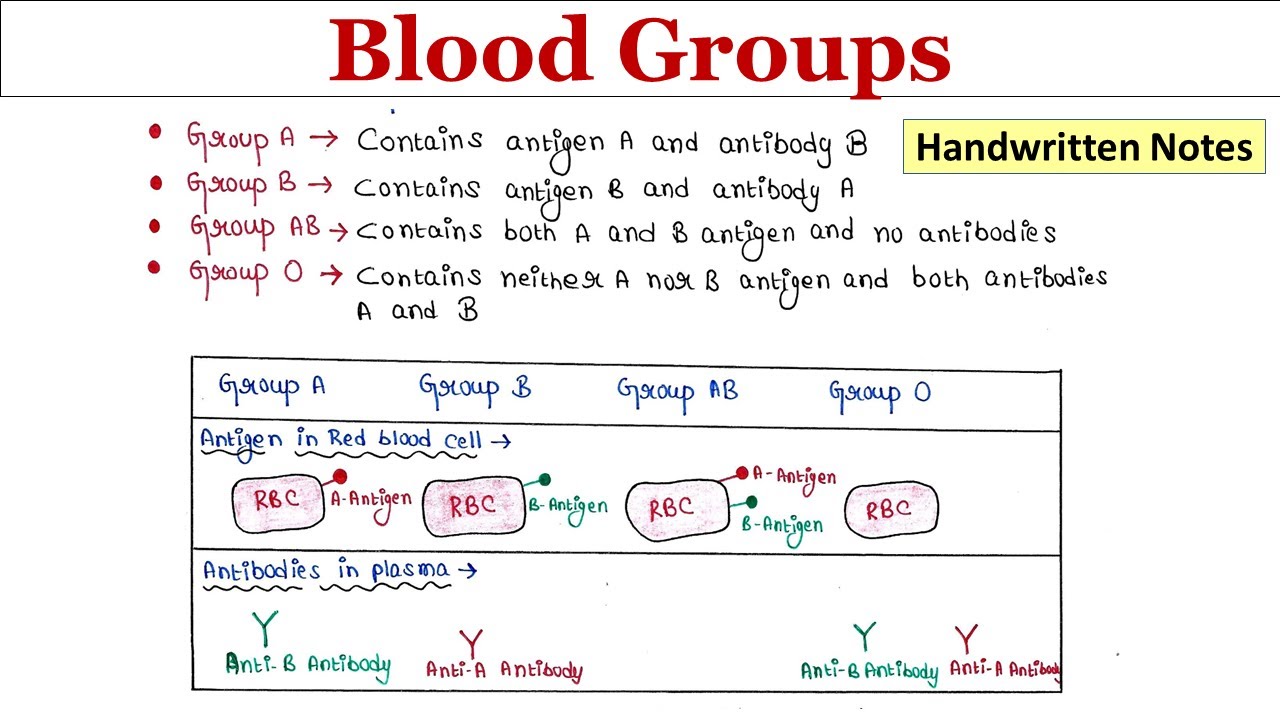 ABO Blood group | Handwritten notes - YouTube