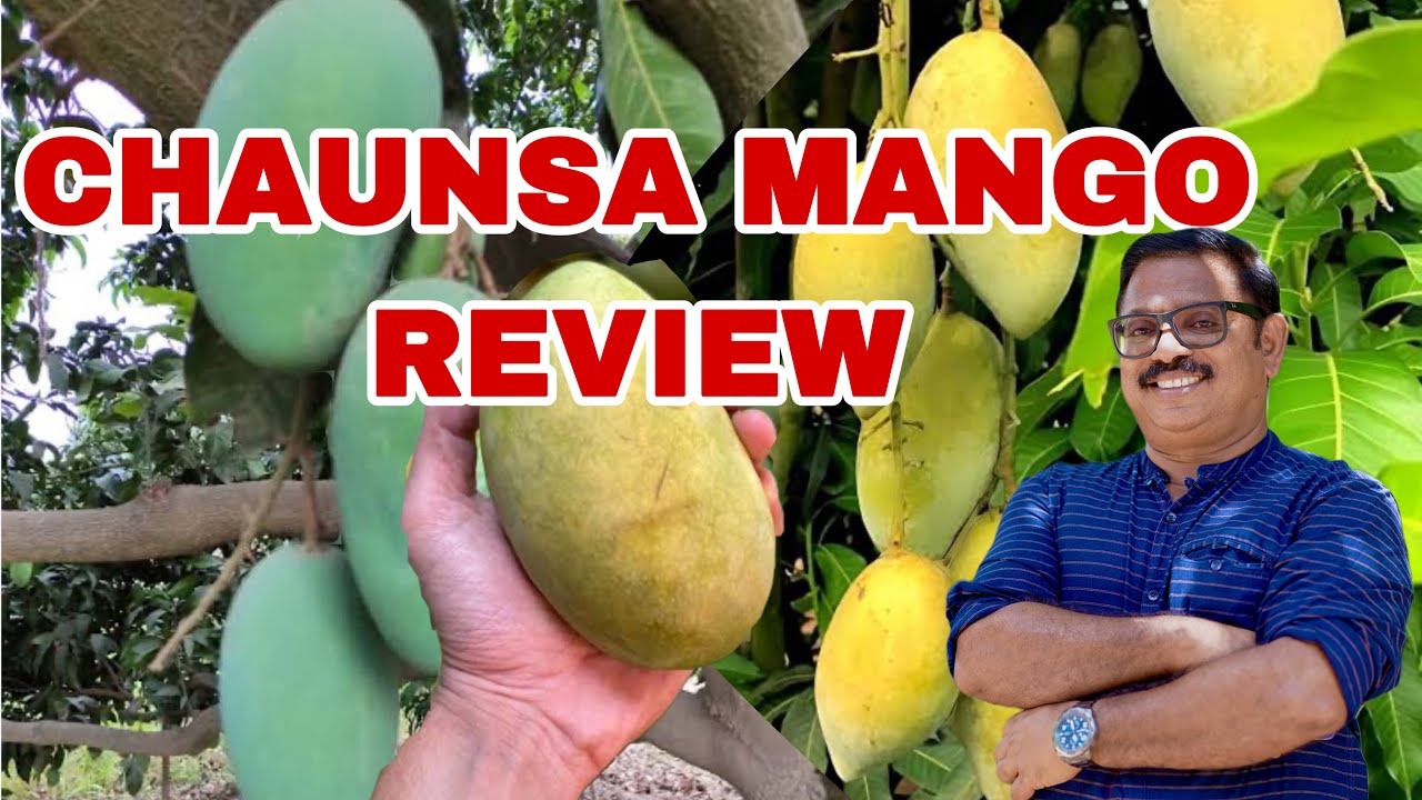 CHAUSA MANGO REVIEW - YouTube