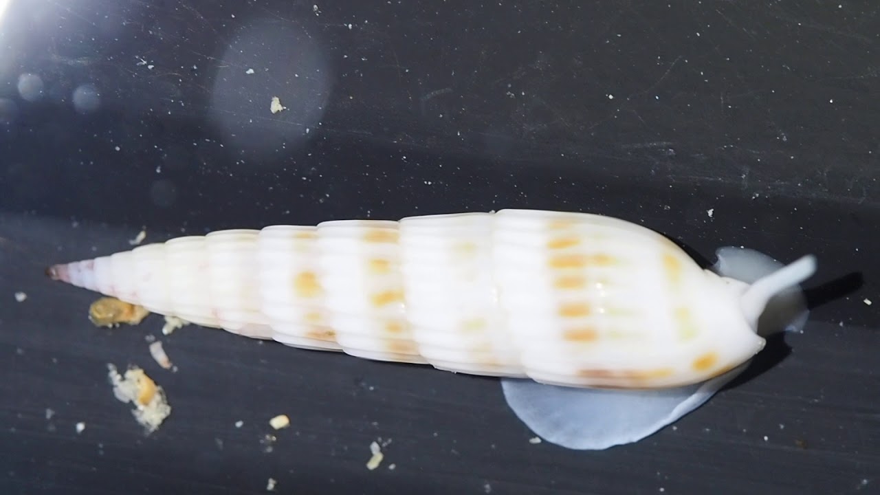 Terebra snail Nov 13, 2020 PB141154 - YouTube