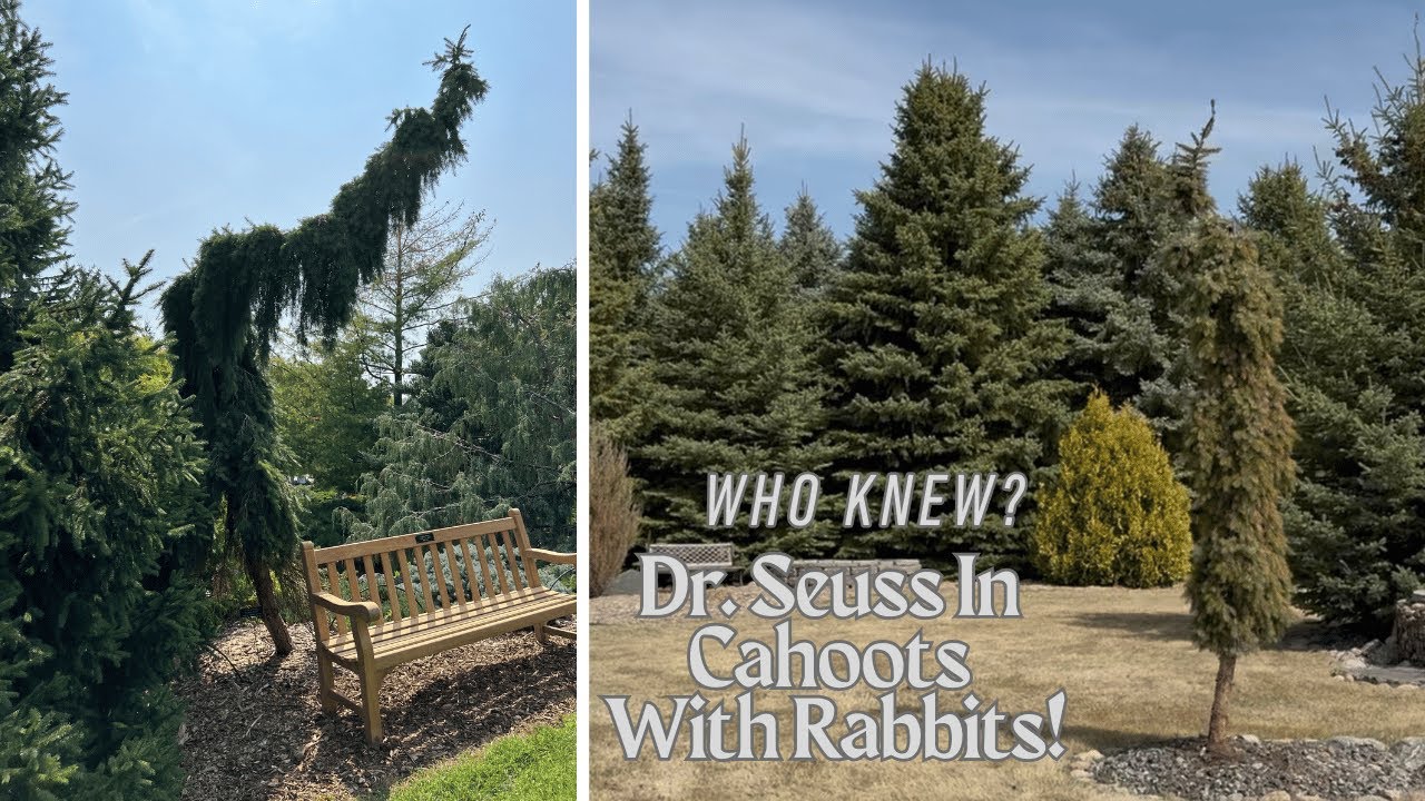 Rabbit Damage On Conifers | Before And After - YouTube