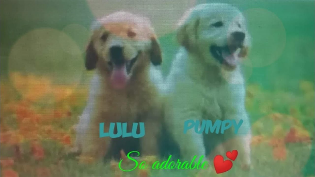meet new friends Lulu & Pumpy - YouTube