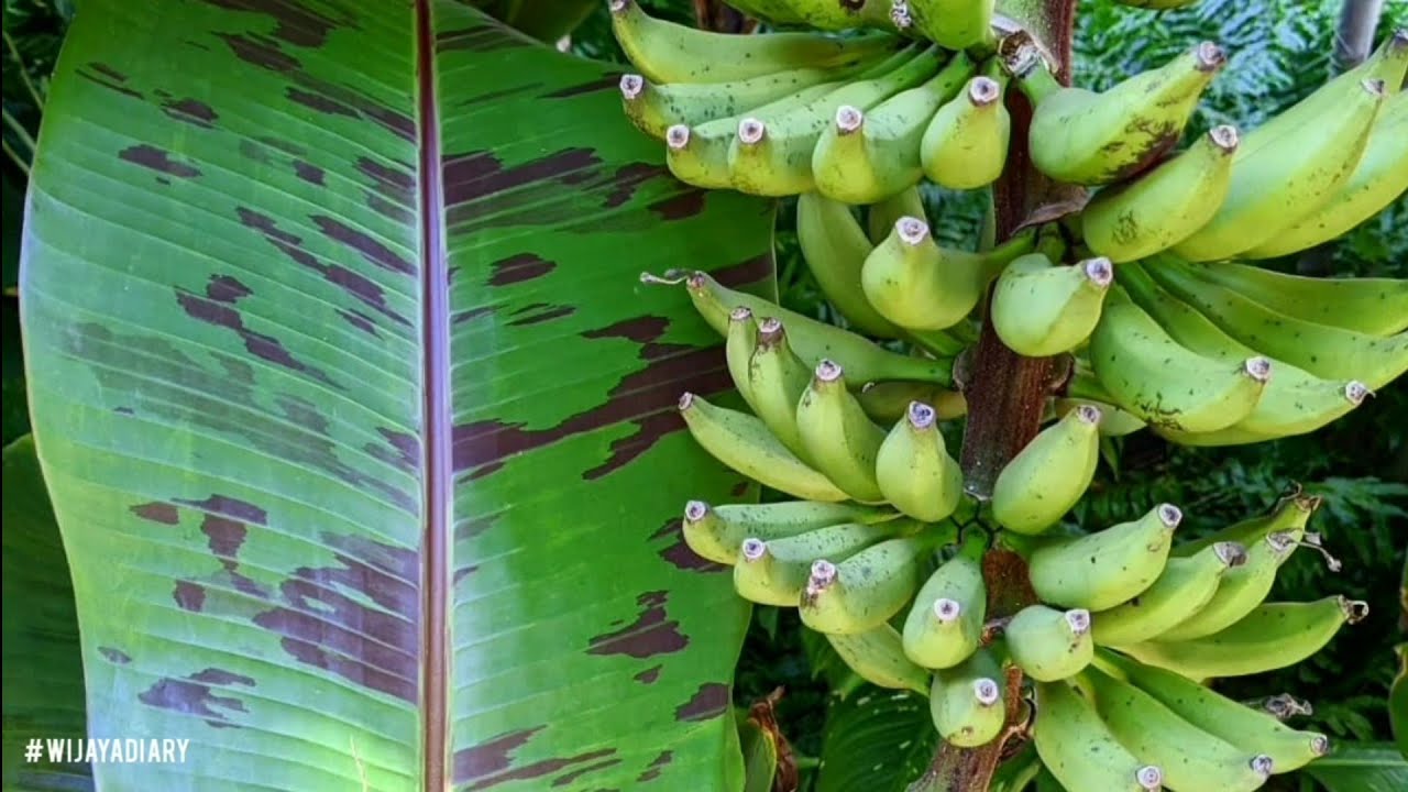 Episode 99 Blood Banana - YouTube