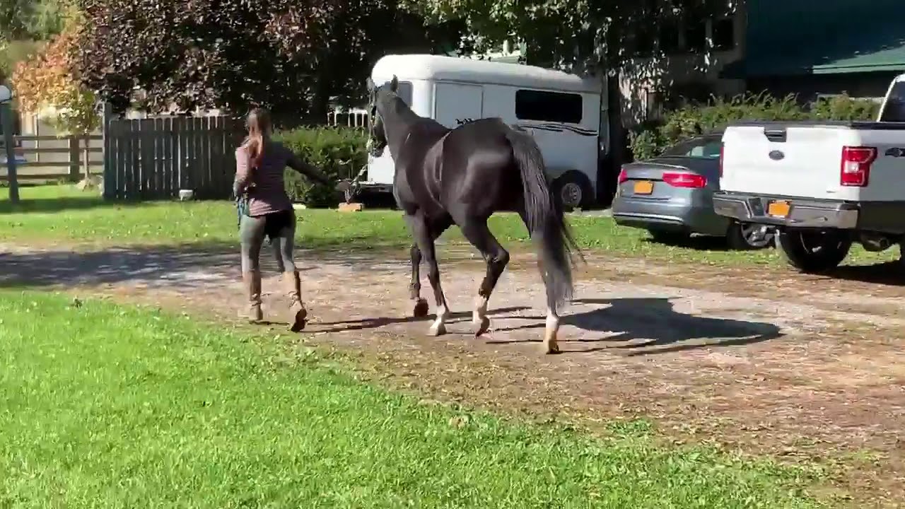 Cai : trot in hand - YouTube