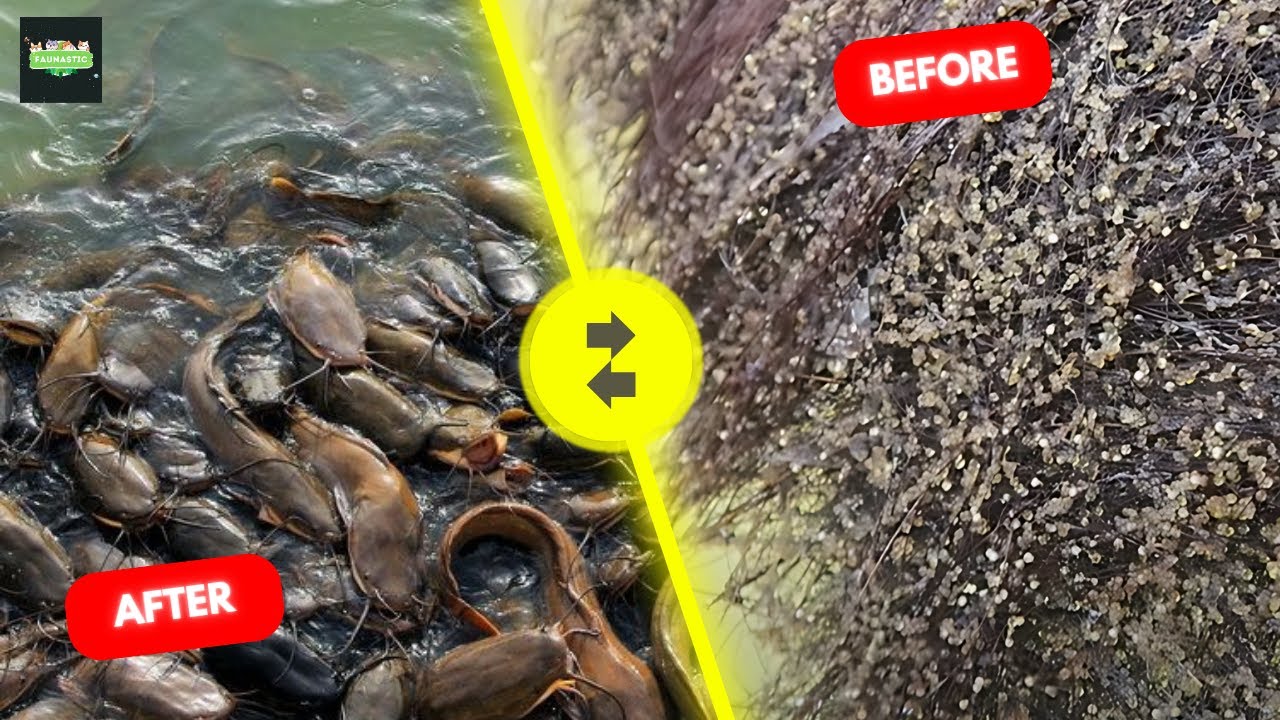 Tips "SUKSES" menetaskan telur lele untuk pemula - YouTube