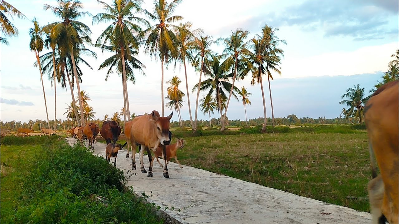 Lembu Paling Ganas Harus Diikat - Lembu Liar - YouTube