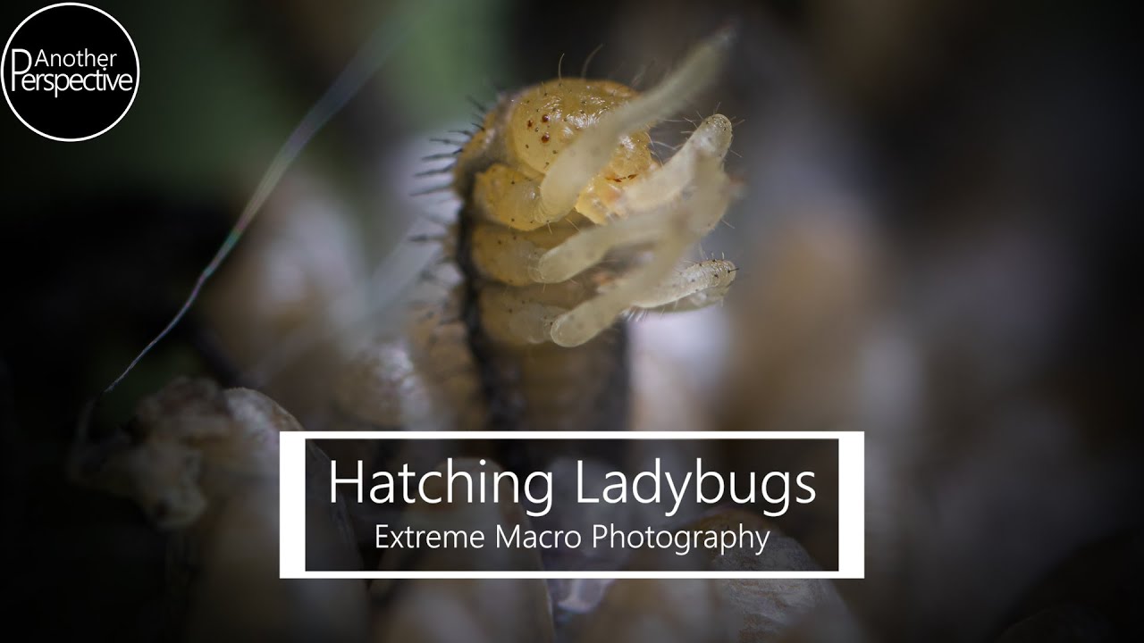 Hatching Ladybugs | Ladybug Life Cycle Time Lapse - YouTube