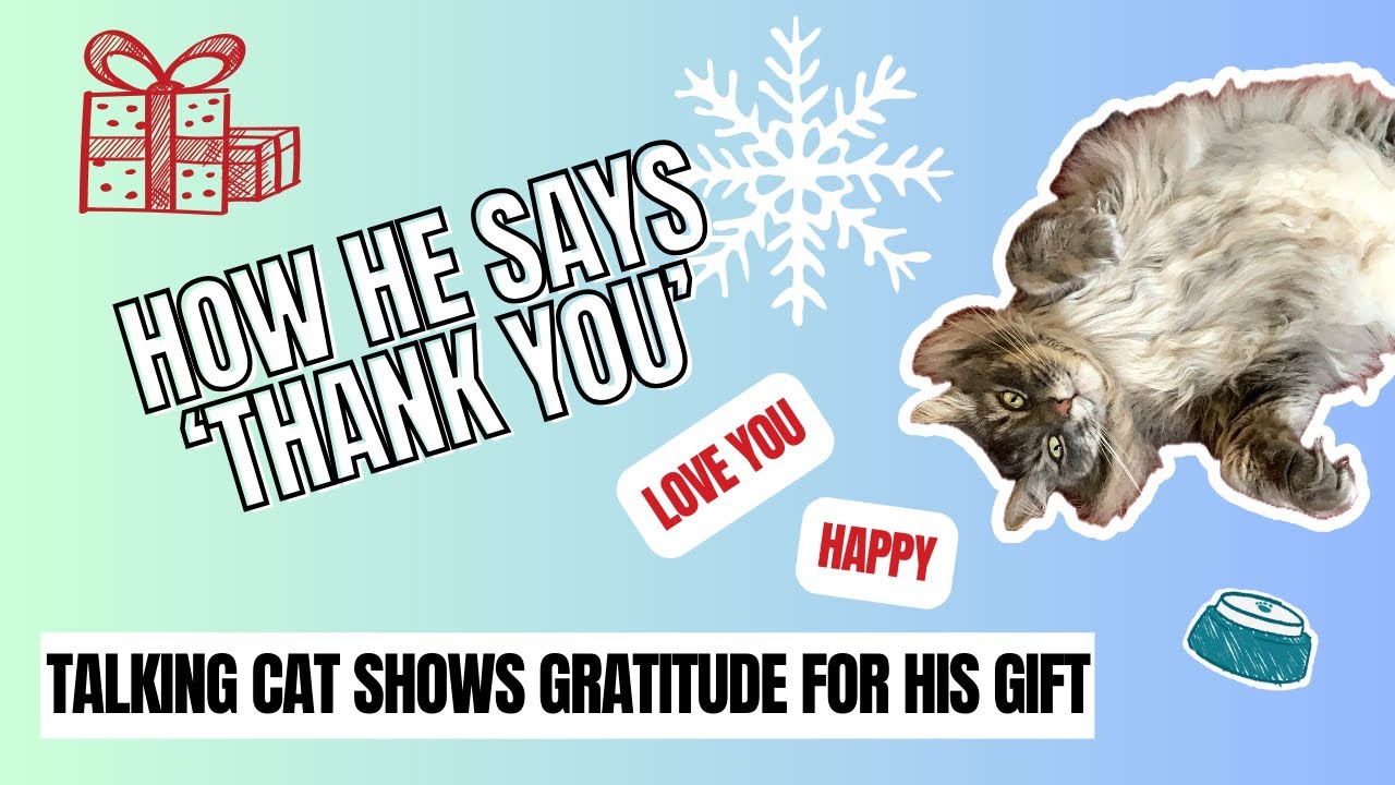Cat Thanks His Secret Santa For His Gift | RoscoeSqueaks - YouTube